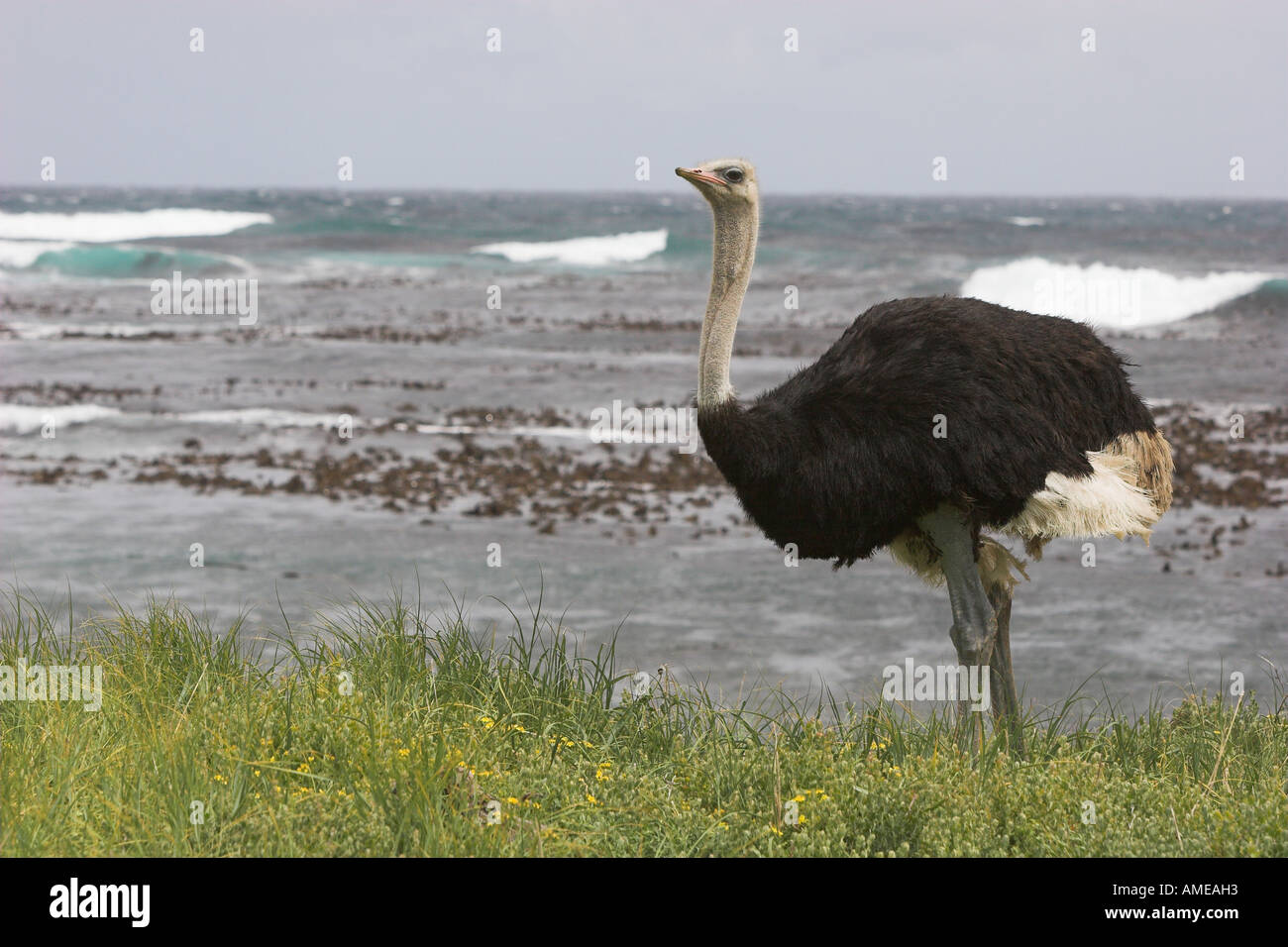ostrich (Struthio camelus), male at the coast, largest ratite, South ...