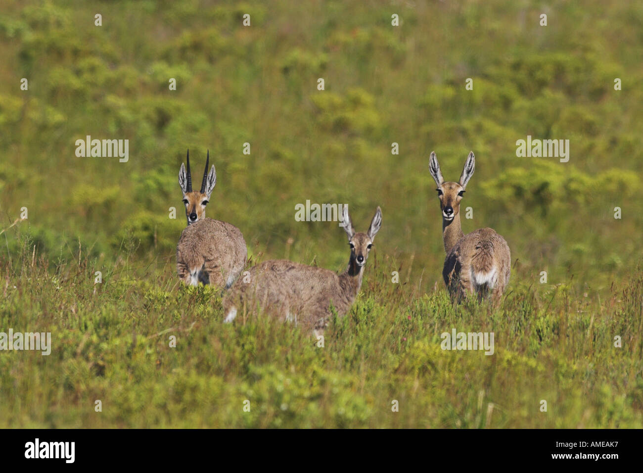 Vaal rhebok, grey rhebok (Pelea capreolus), three individuals in the ...