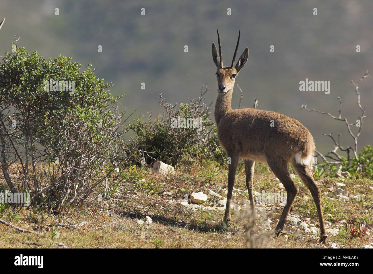 Vaal rhebok, grey rhebok (Pelea capreolus), male, South Africa, De Hoop ...