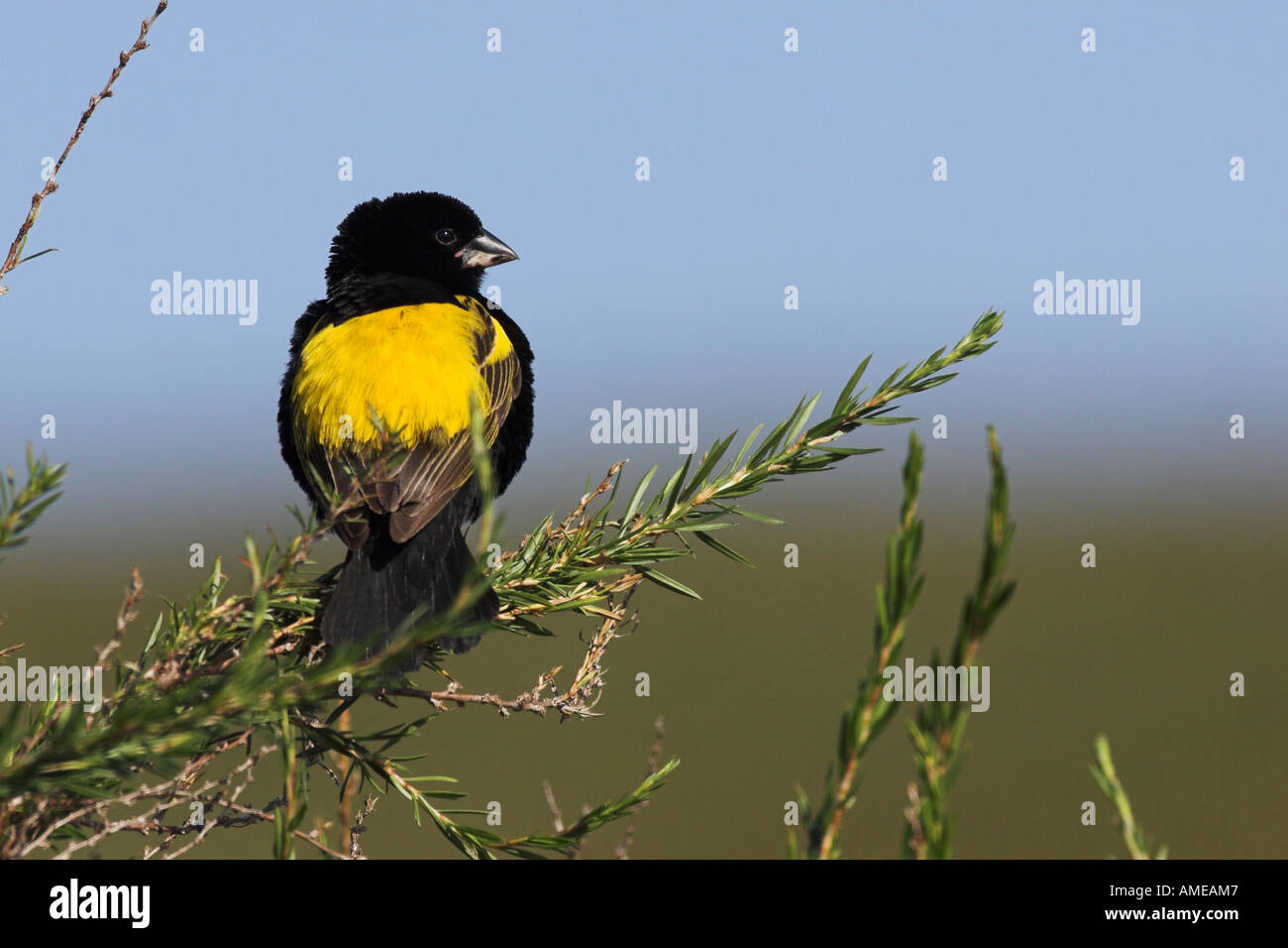 yellow-rumped bishop (Euplectes capensis), male sitting on a twig ...