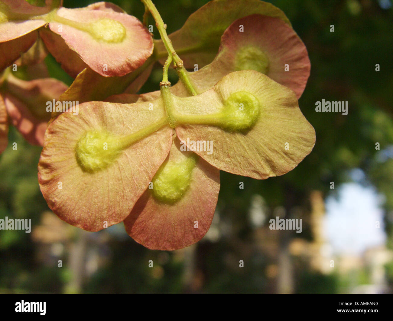 Money Tree, Coin Maple (Dipteronia sinensis), single fruit, samara ...