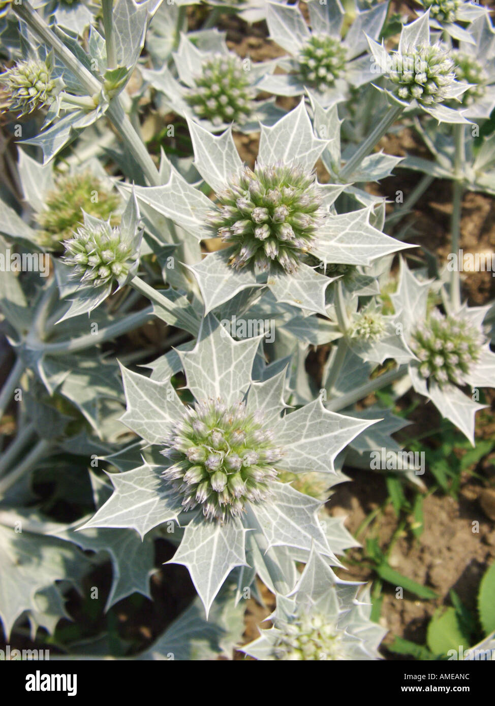 sea-holly, seaside coyote-thistle (Eryngium maritimum), blooming Stock ...