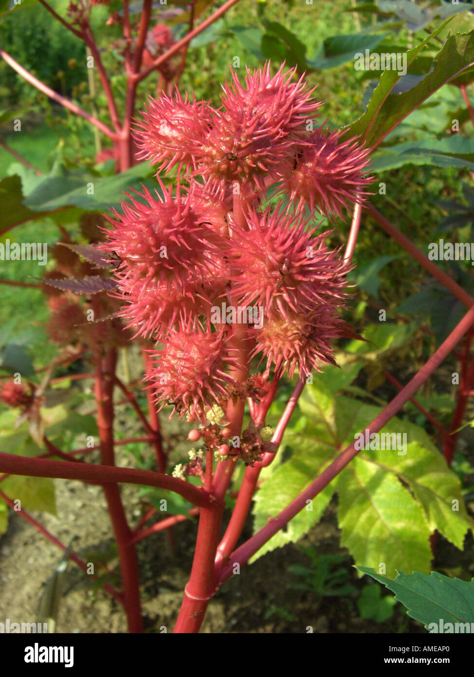 castor-oil plant, castor oil plant, ricin, Castor bean, Castorbean ...