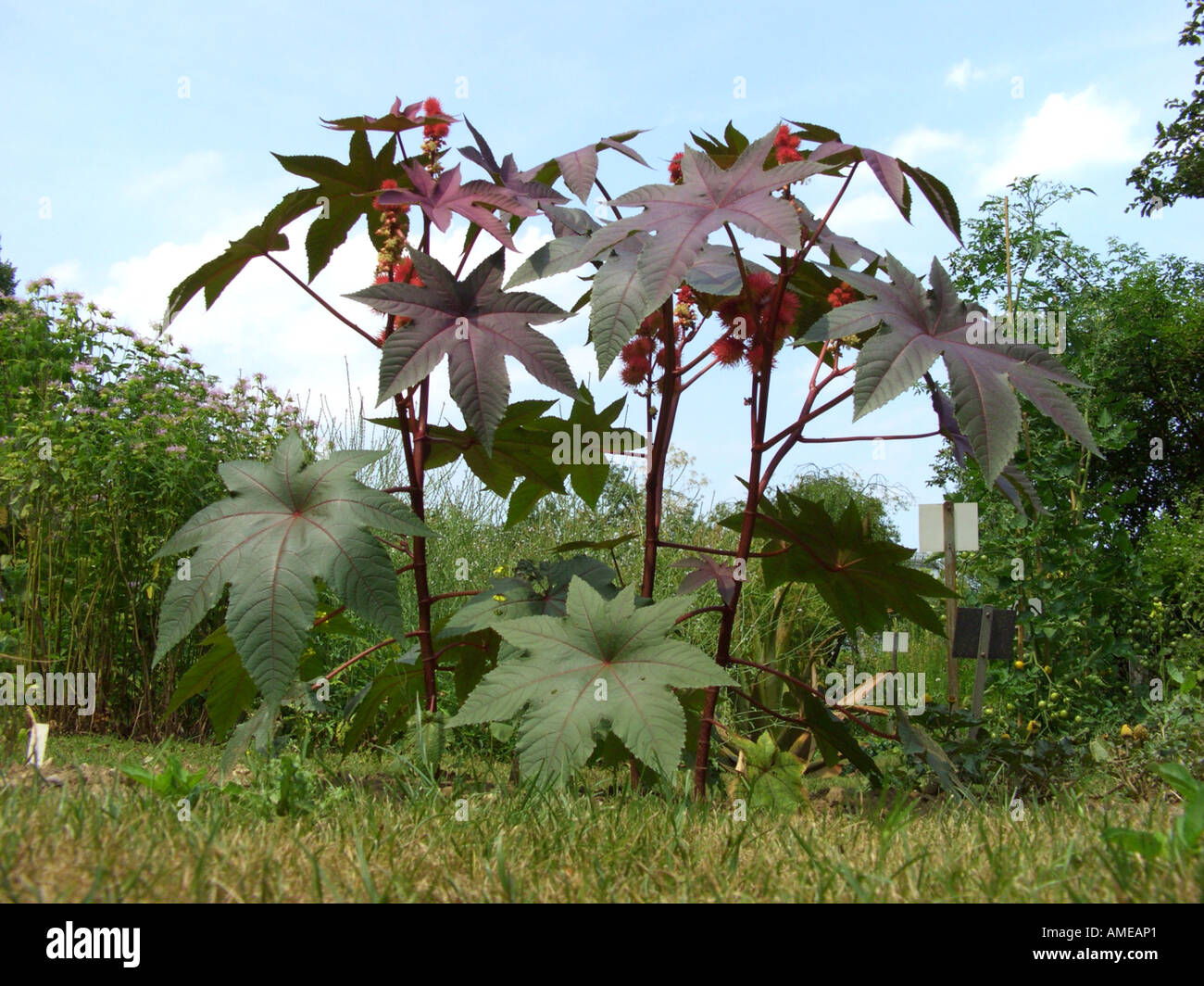 Castor Plant Ricin