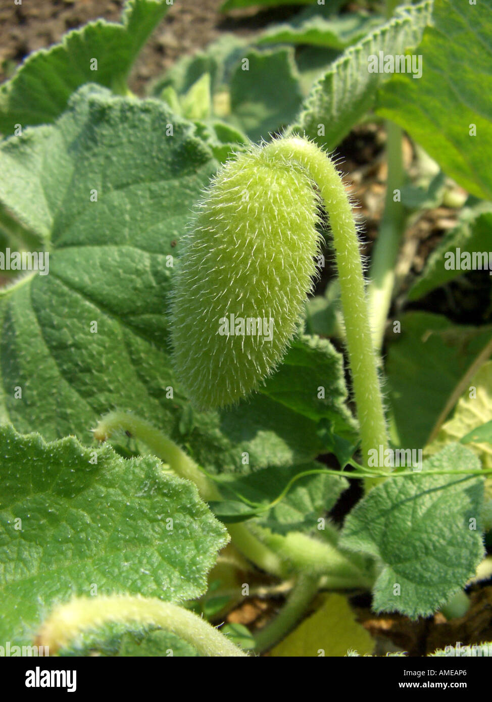 Autochory hi-res stock photography and images - Alamy