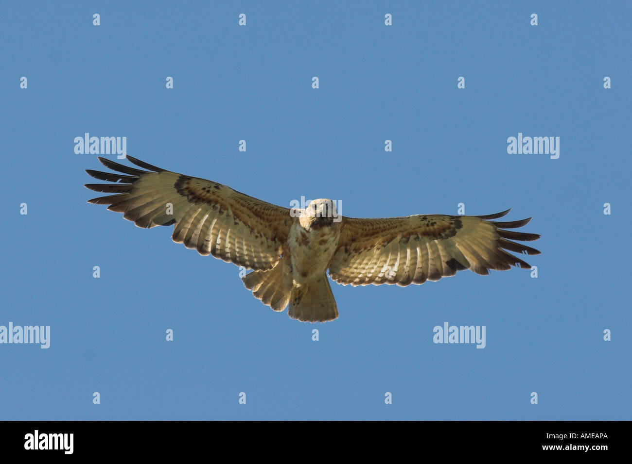 Steppe buzzards hi-res stock photography and images - Alamy