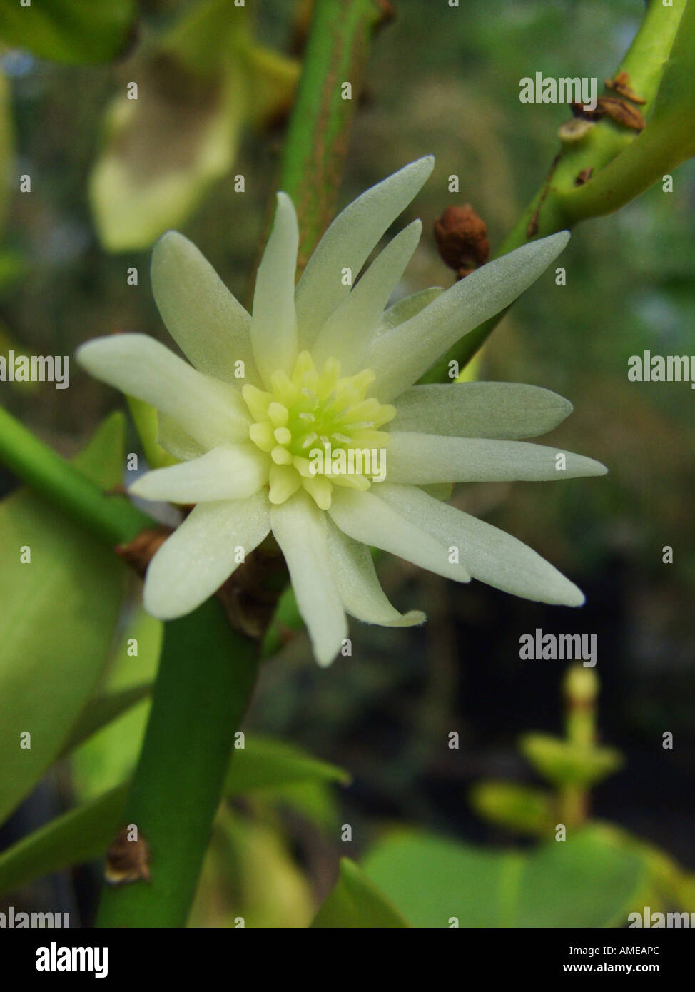 star anise, Japanise Anise Tree (Illicium anisatum), holy tree of ...