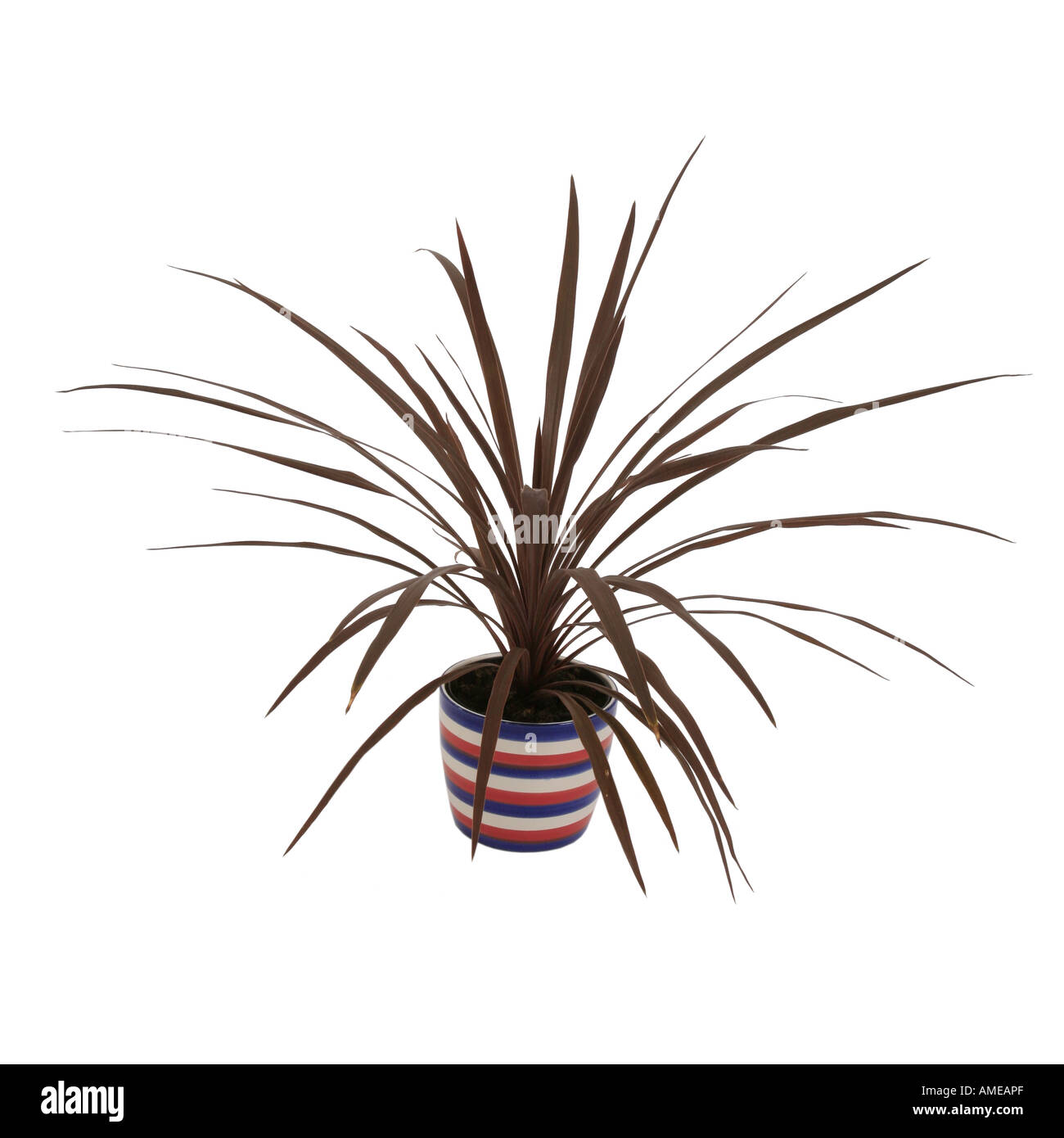 Blue Dracaena, Mountain Cabbage Tree (Cordyline indivisa, Dracaena ...