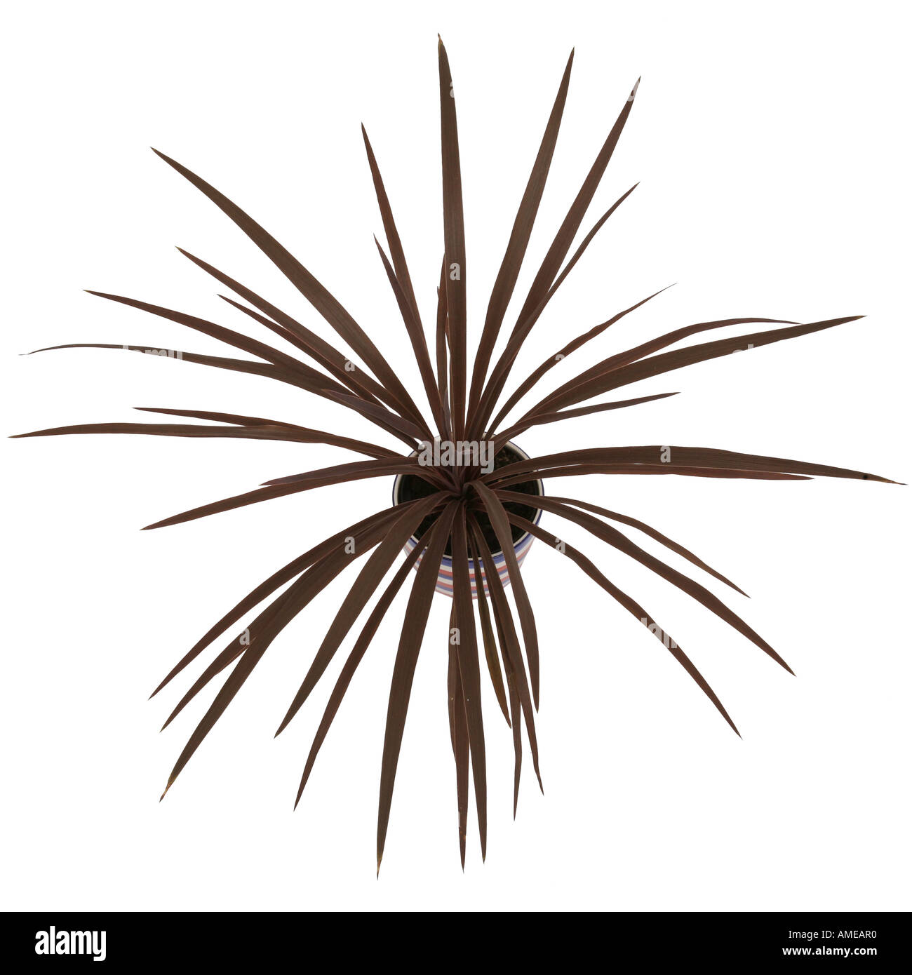 Blue Dracaena, Mountain Cabbage Tree (Cordyline indivisa, Dracaena ...
