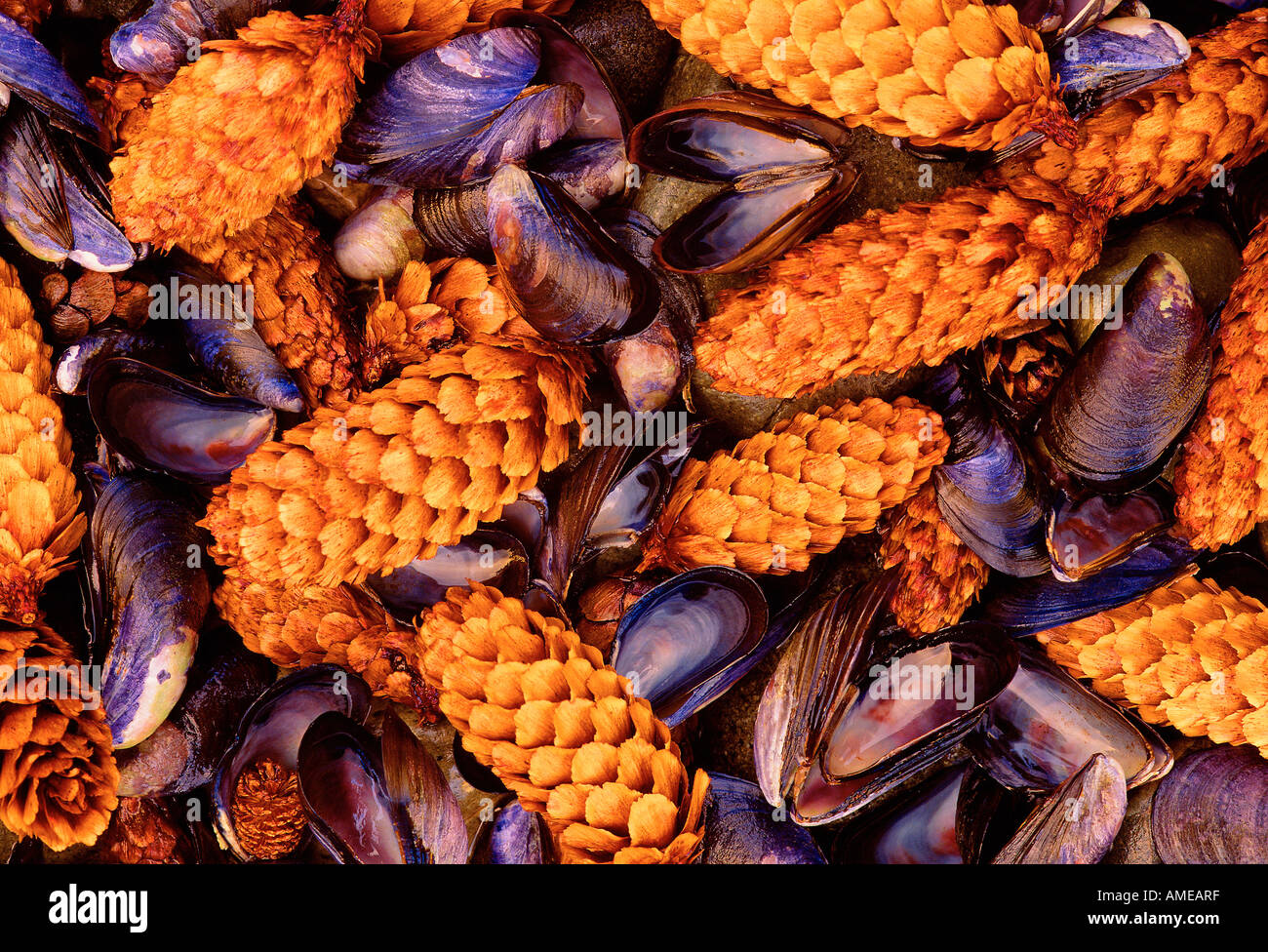 Pine Cones and Mussel Shells Stock Photo - Alamy