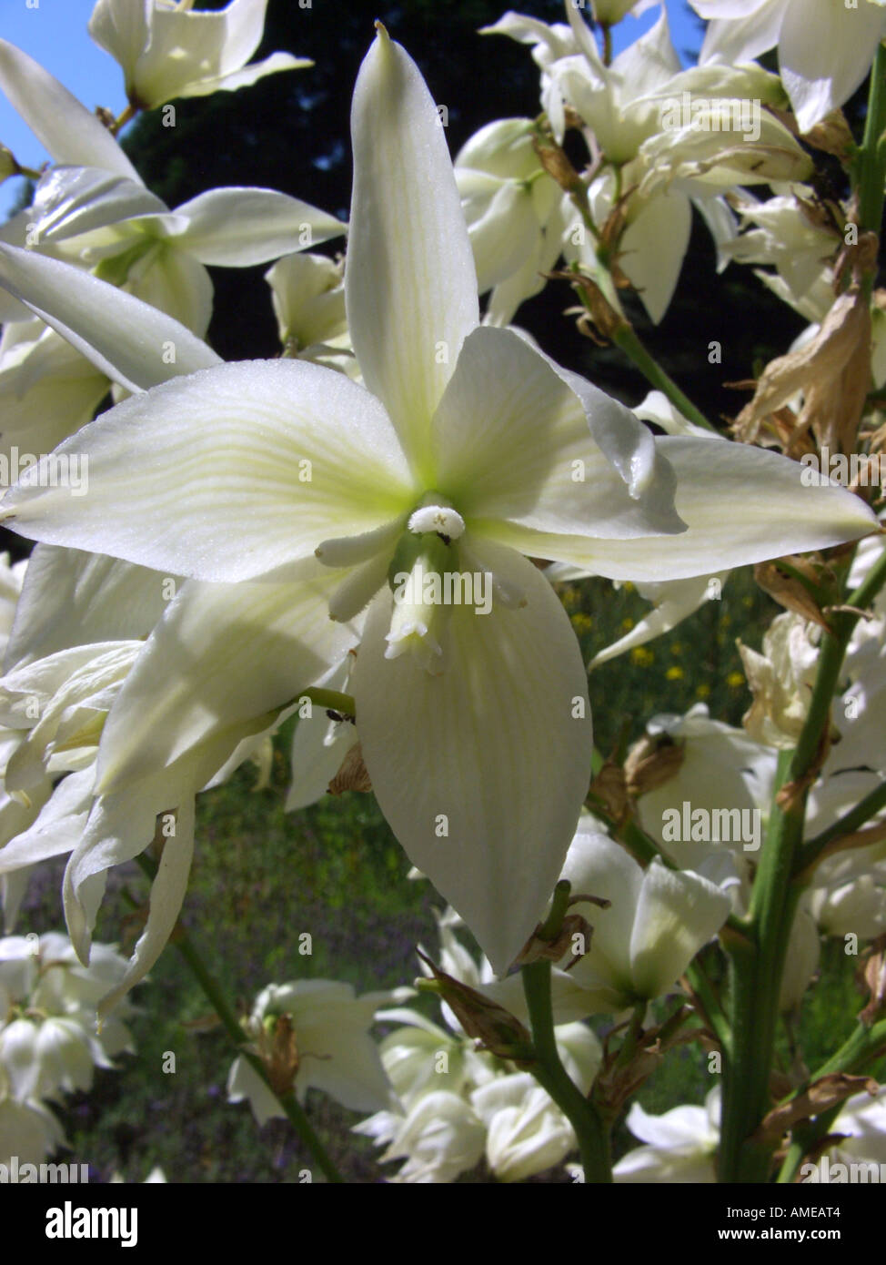 Weak flower hi-res stock photography and images - Alamy