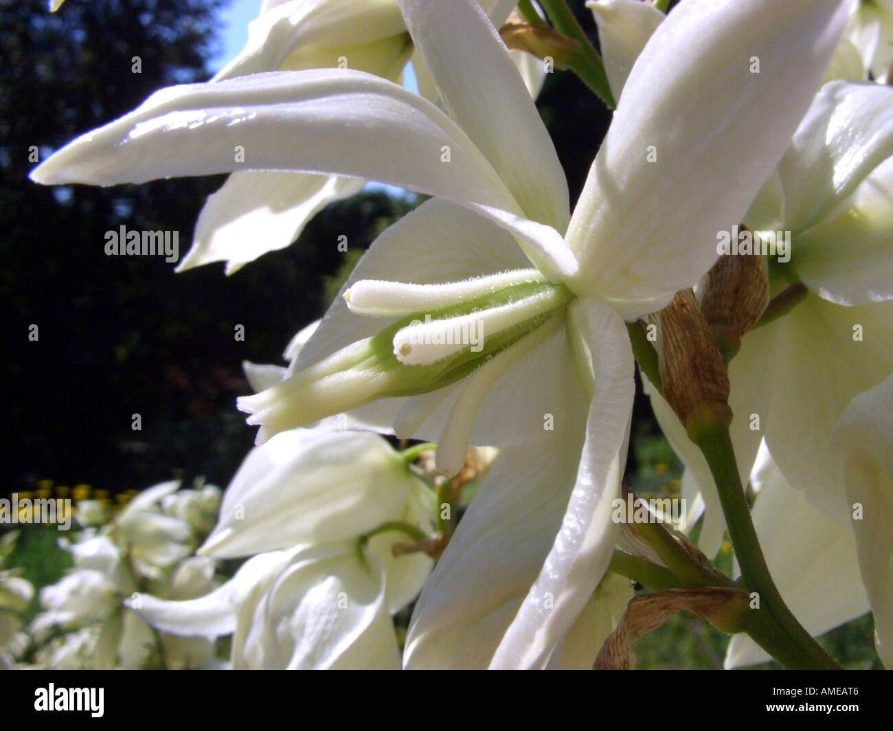 Adam's needle, weak-leaf Yucca (Yucca filamentosa), flower Stock Photo ...