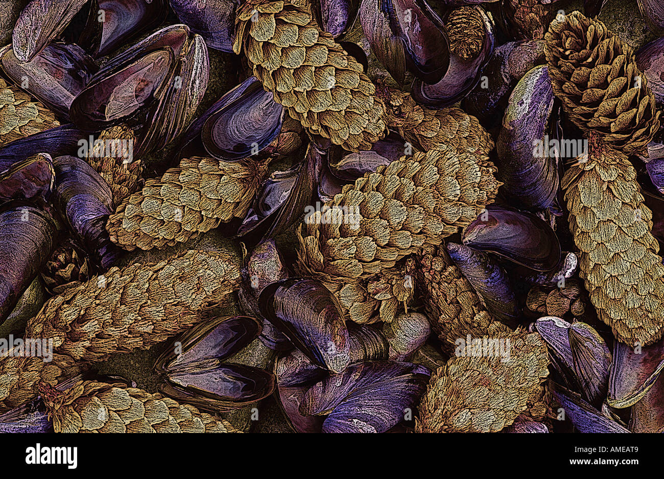 Pine Cones and Mussel Shells Stock Photo - Alamy