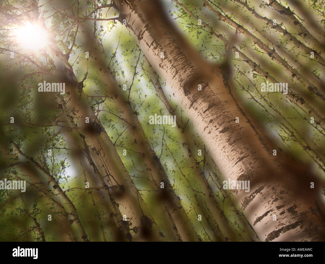 Poplar tree forest hi-res stock photography and images - Alamy