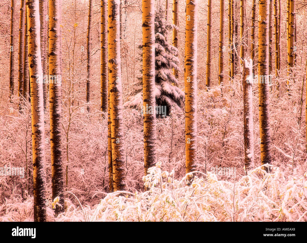 Handtinted handcolored hi-res stock photography and images - Alamy
