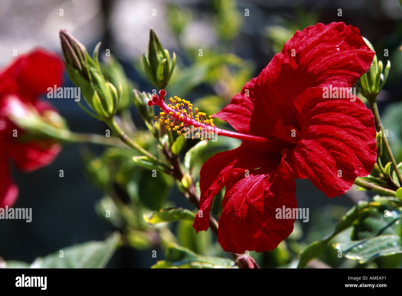 Chinese hibiscus (Hibiscus rosa-sinensis), flower, Greece, Creta Stock Photo - Alamy