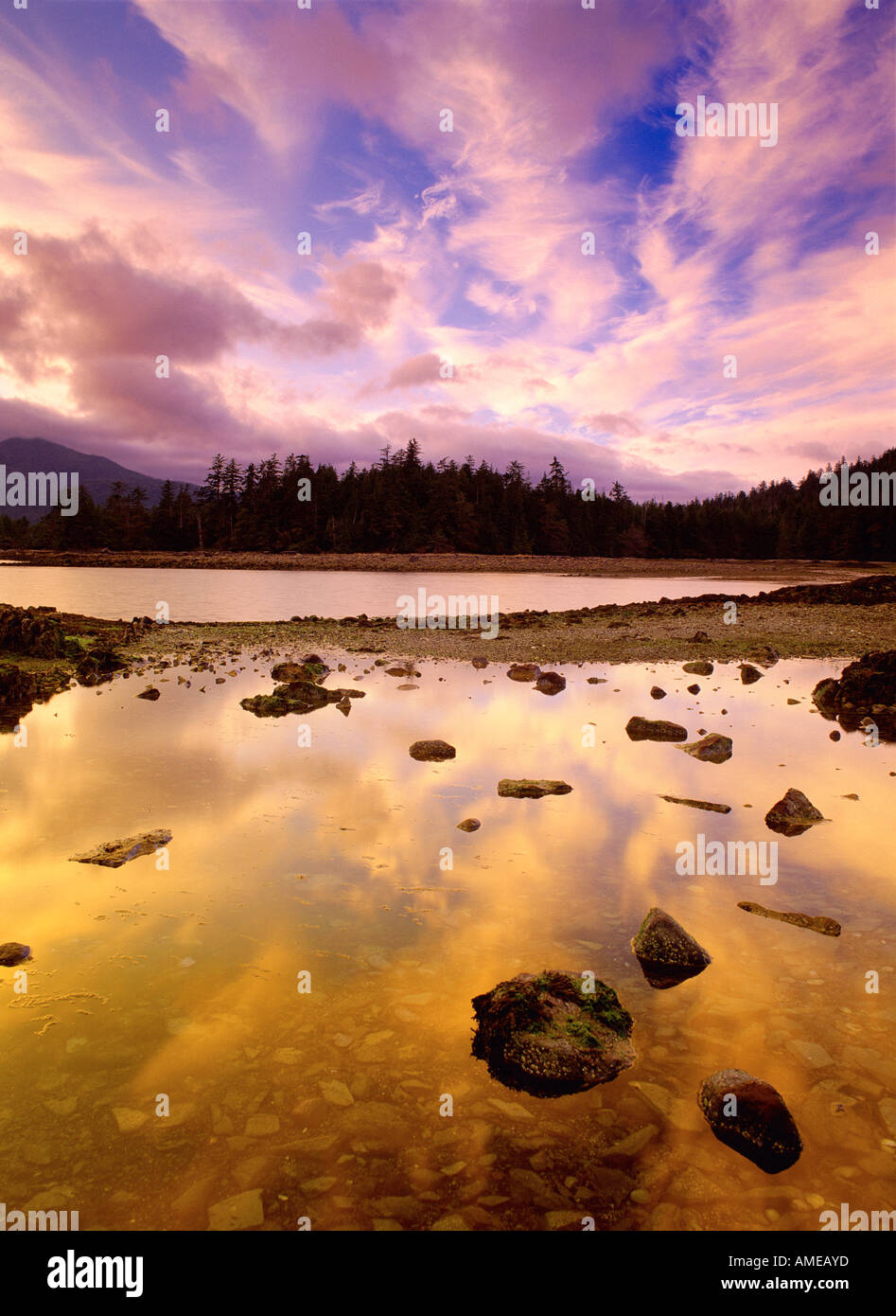 Scene queen rose hi-res stock photography and images - Alamy