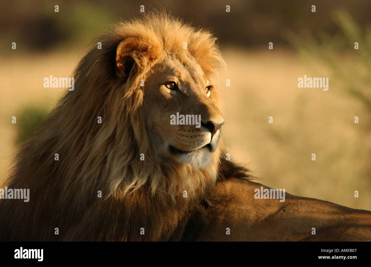 Male lion head shot profile hi-res stock photography and images - Alamy