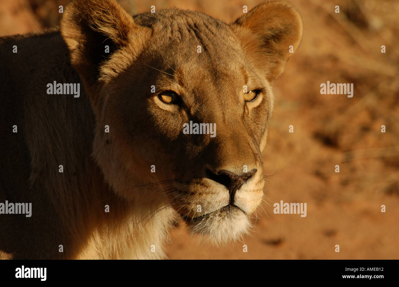 Lion face faces head heads lions hi-res stock photography and images ...