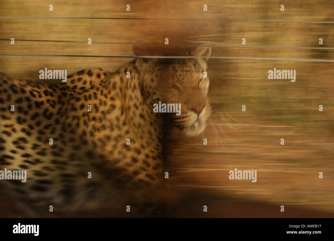Leopards africa running hi-res stock photography and images - Alamy