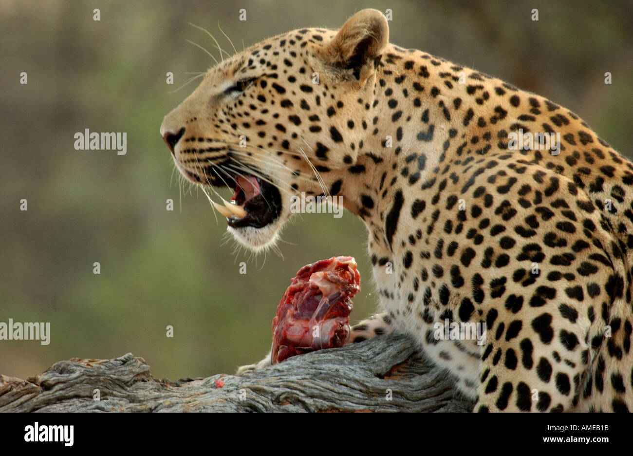 Leopards teeth mouth hi-res stock photography and images - Alamy