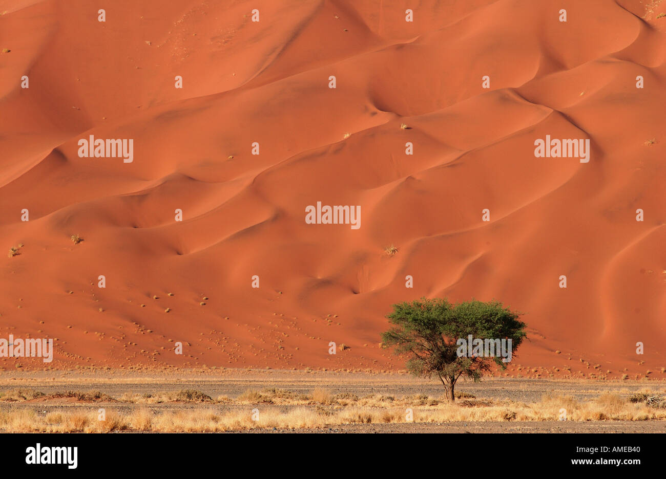 Tree desert wasteland namibia hi-res stock photography and images - Alamy