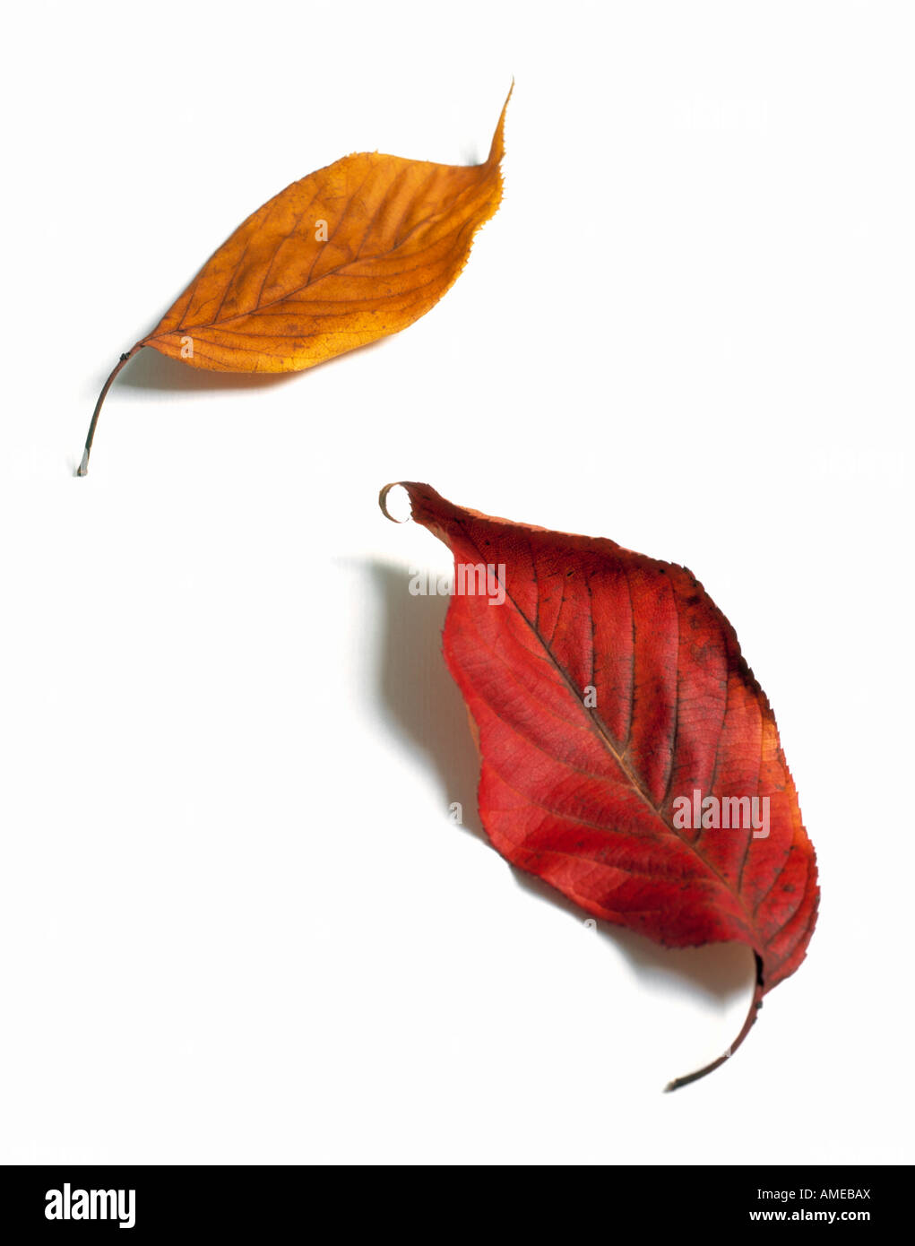 Closeup of two leaves in full Autumn colours Stock Photo - Alamy