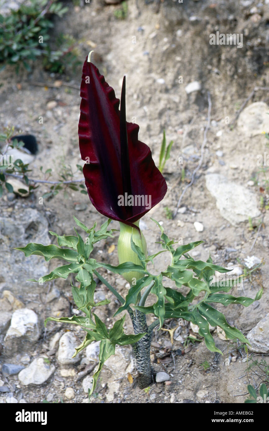 arum arrowroot, dragon arum, voodoo lily (Dracunculus vulgaris ...