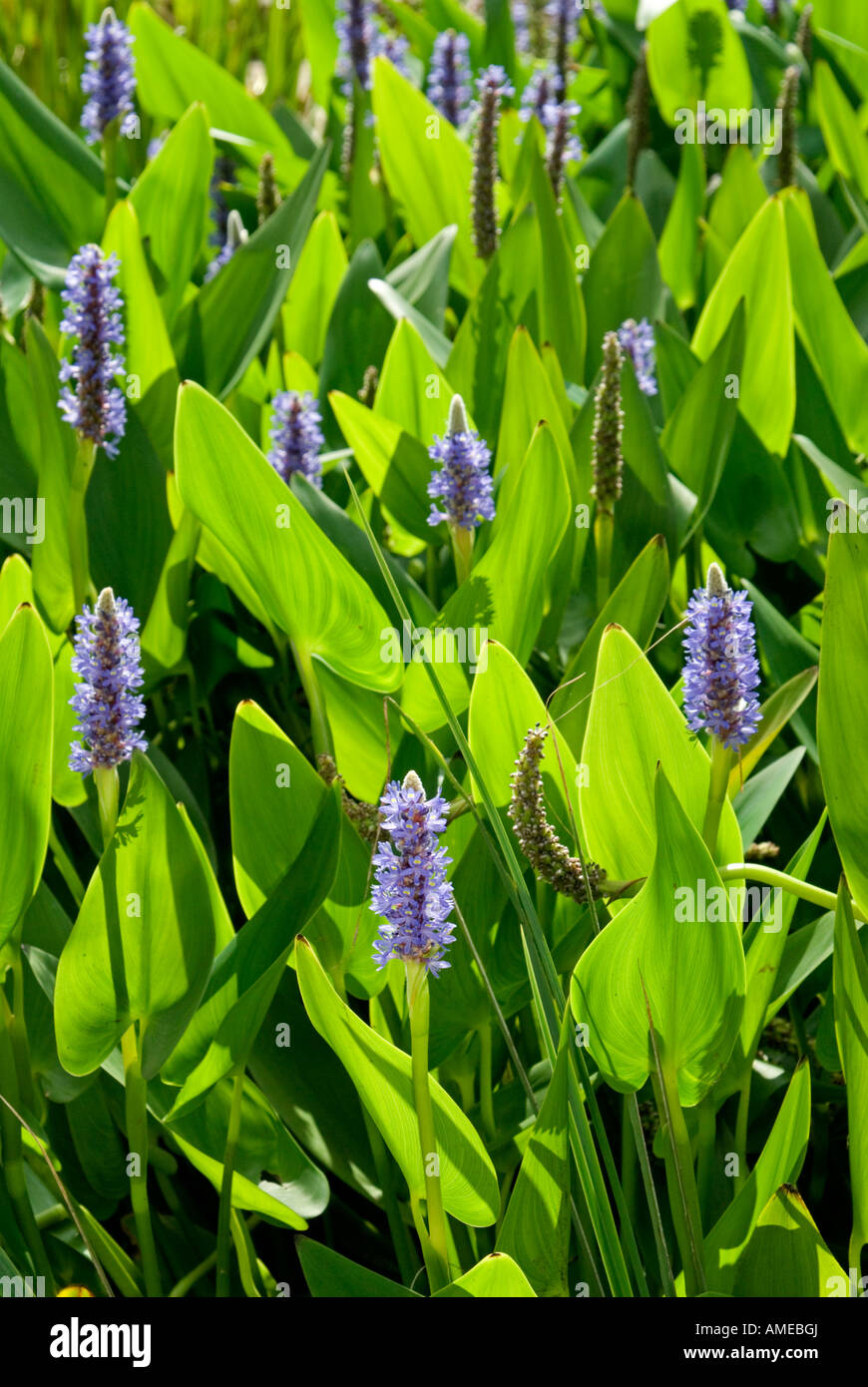 Pickerelweed - Pontederia cordata Stock Photo - Alamy