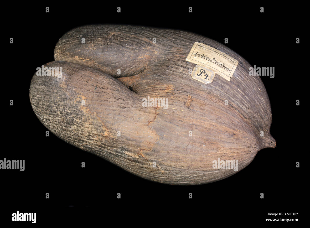 coco de mer, double coconut (Lodoicea maldivica), fruit (bot. drupe ...