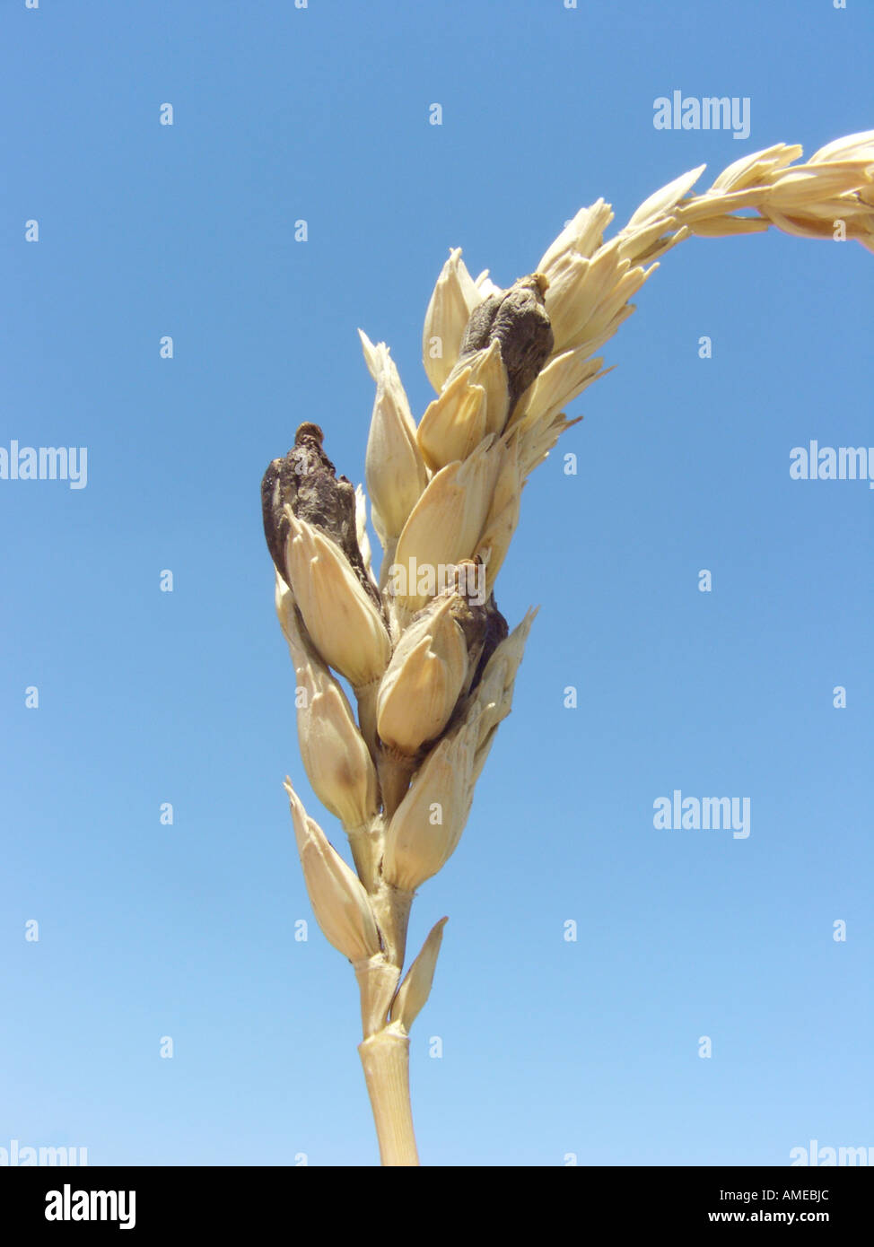 Ergot grass hi-res stock photography and images - Alamy