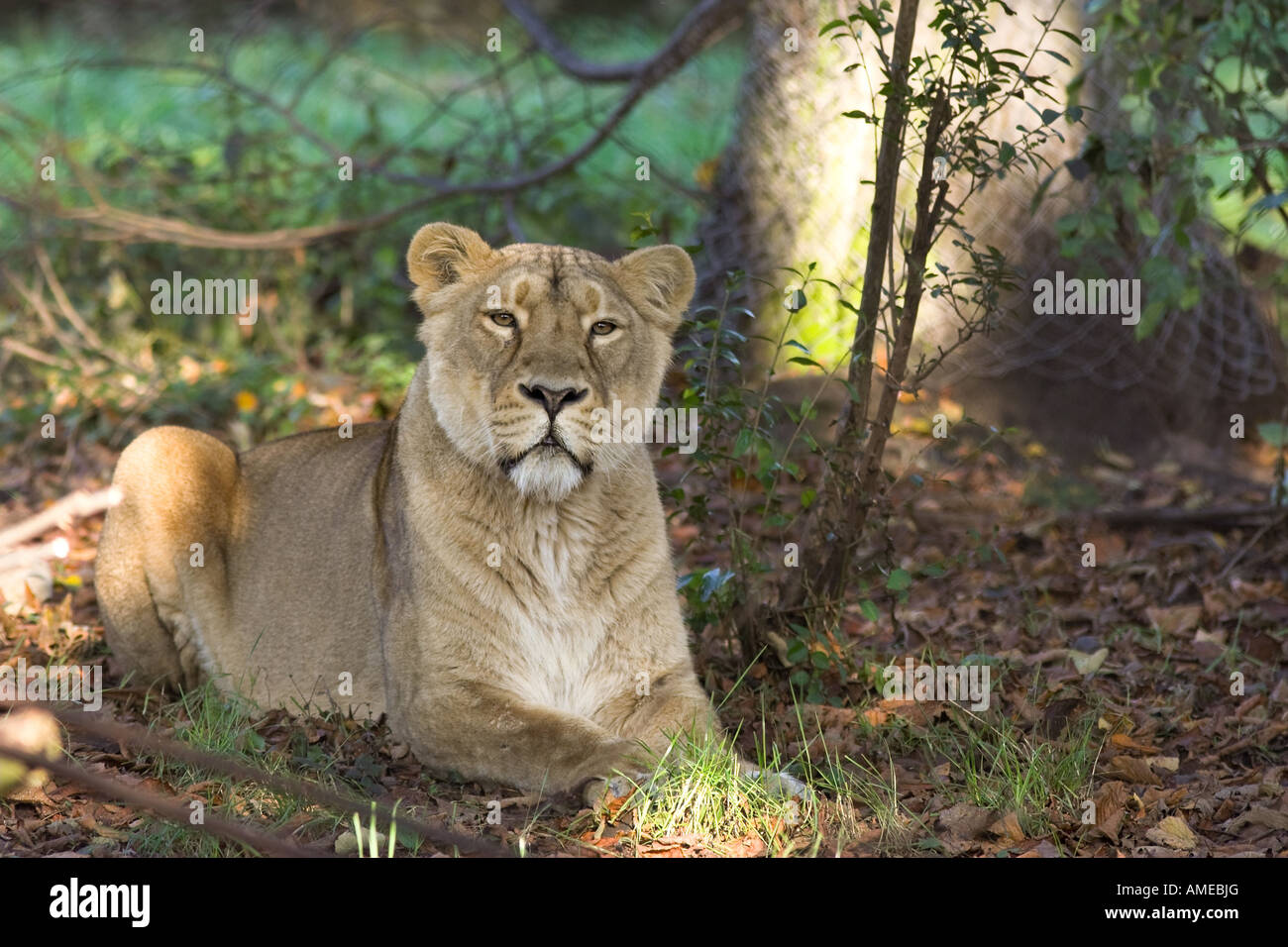 Asiatic lion panthera leo persica Stock Photo - Alamy