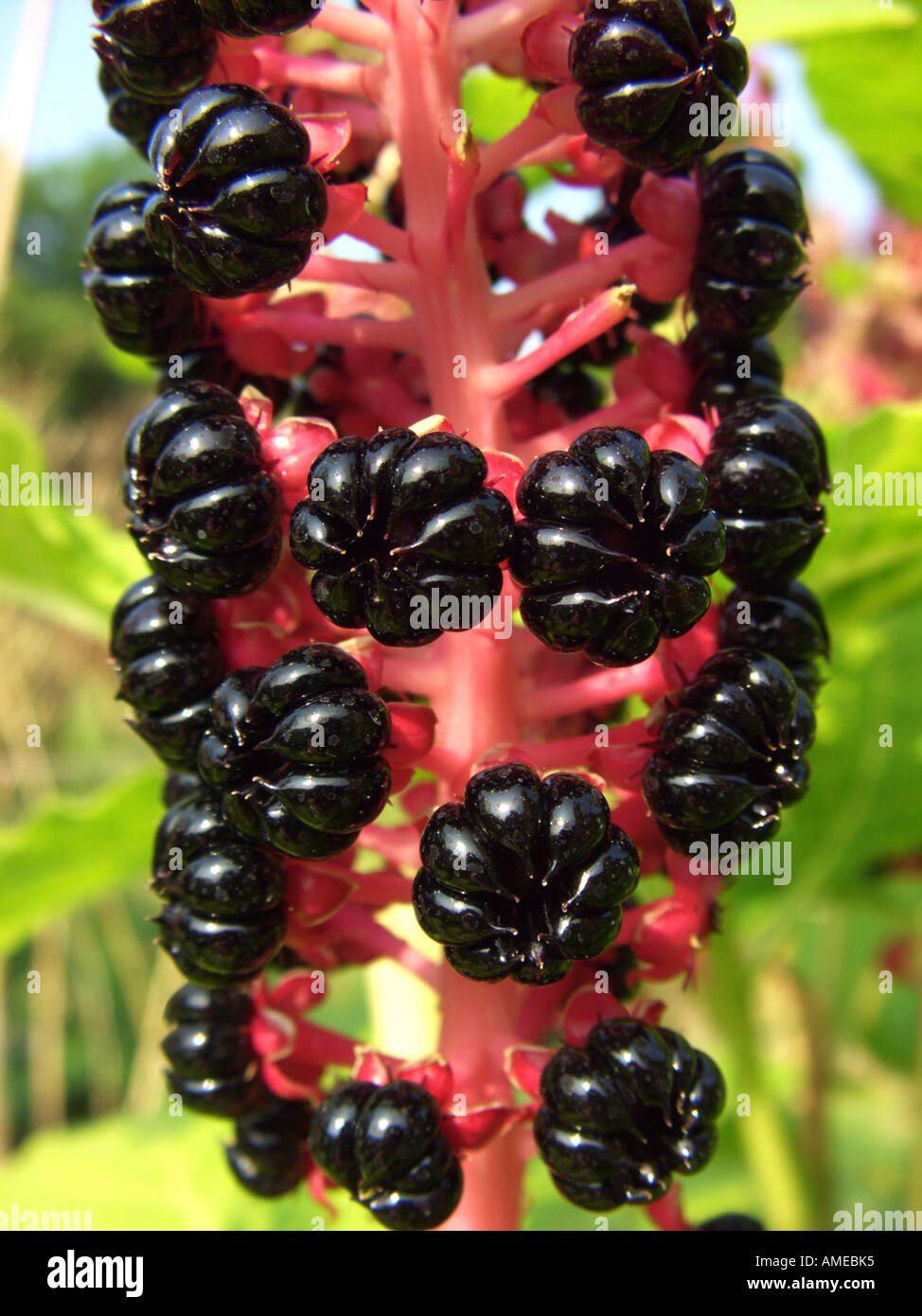 Indian poke, Indian pokeweed, Himalayan Pokeberry (Phytolacca acinosa ...
