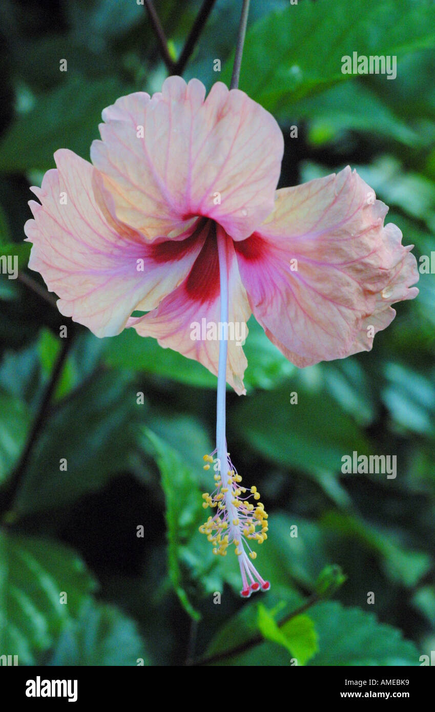 Chinese hibiscus (Hibiscus rosa-sinensis), flower Stock Photo - Alamy