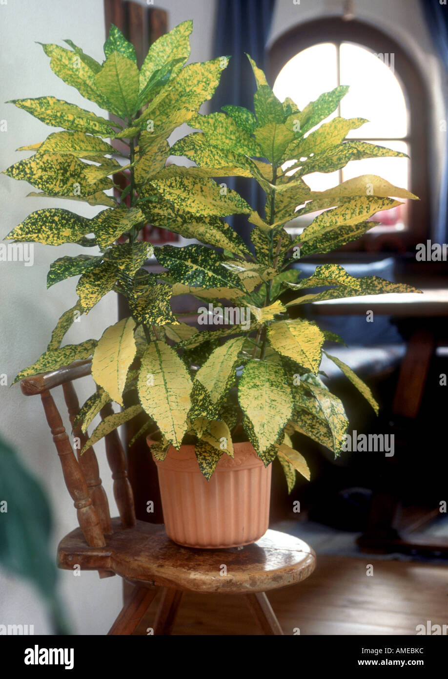 Croton (Codiaeum variegatum var. pictum), potted plant Stock Photo - Alamy