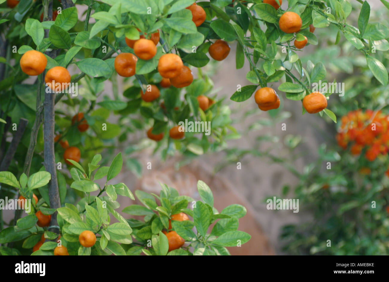 mandarine (Citrus reticulata), fruiting tree Stock Photo - Alamy