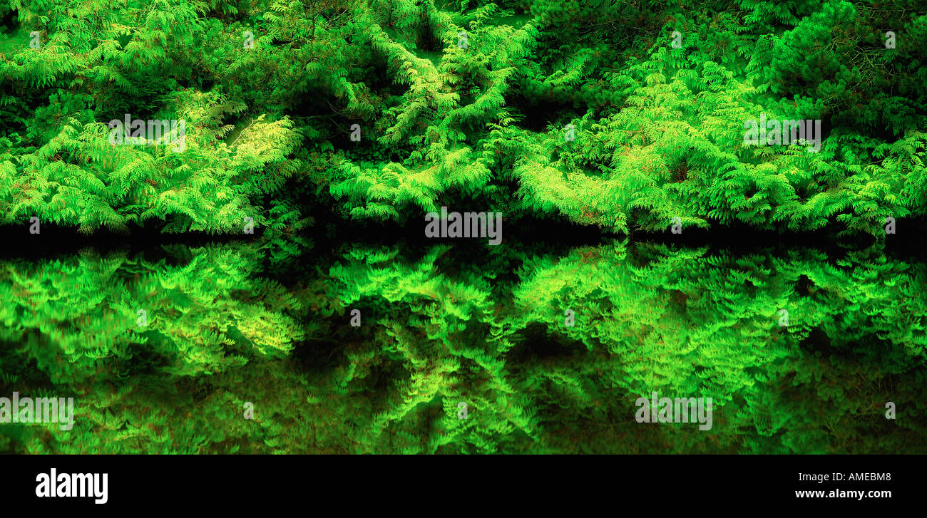 Cedars Reflected on Water Stock Photo - Alamy