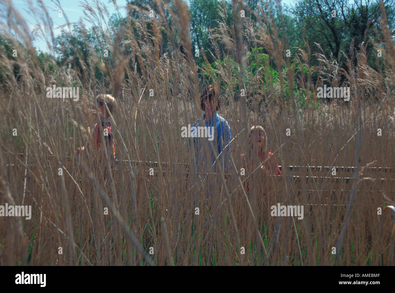 Nature boardwalk reed bed hi-res stock photography and images - Alamy