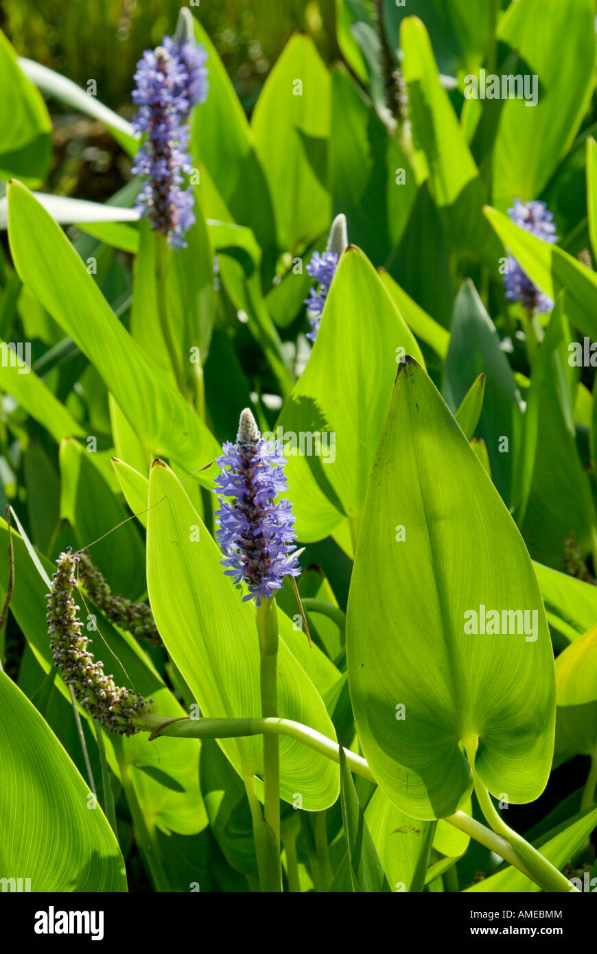 Purple pickerelweed plant hi-res stock photography and images - Alamy