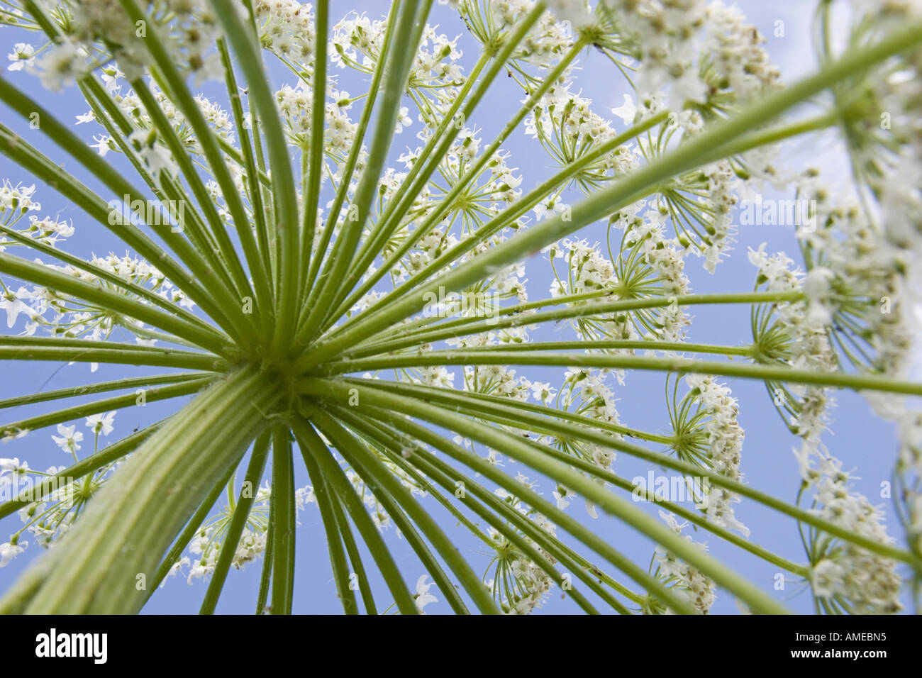 Angelica Sylvestris Flowers High Resolution Stock Photography and ...