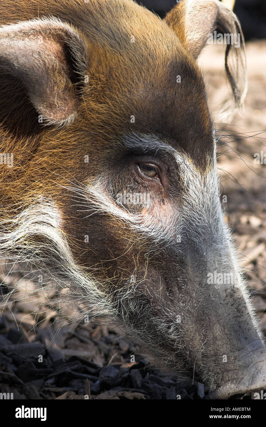red river hog Potamochoerus porcus Stock Photo - Alamy