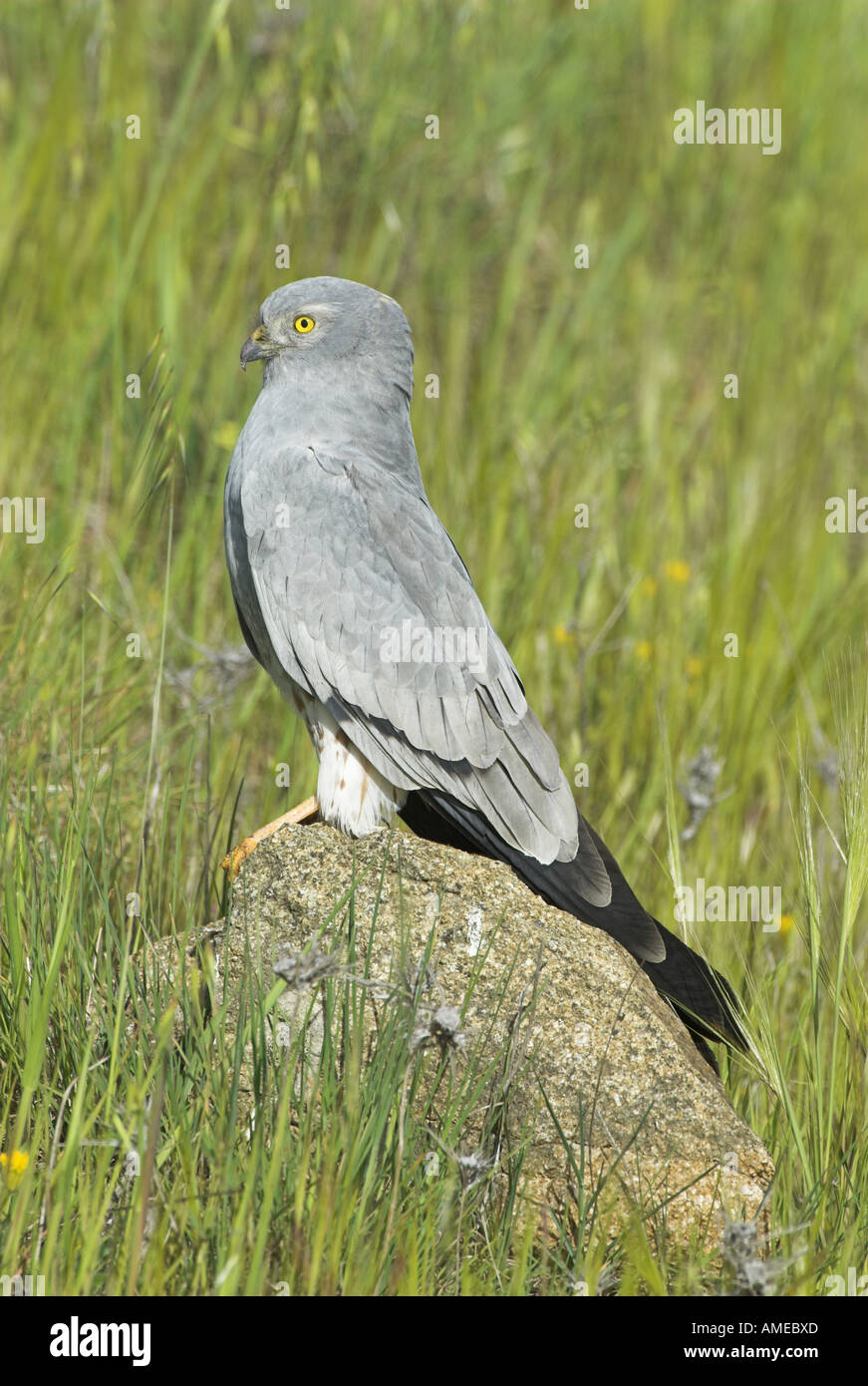 montague's harrier (Circus pygargus), single animal on his raised hide ...