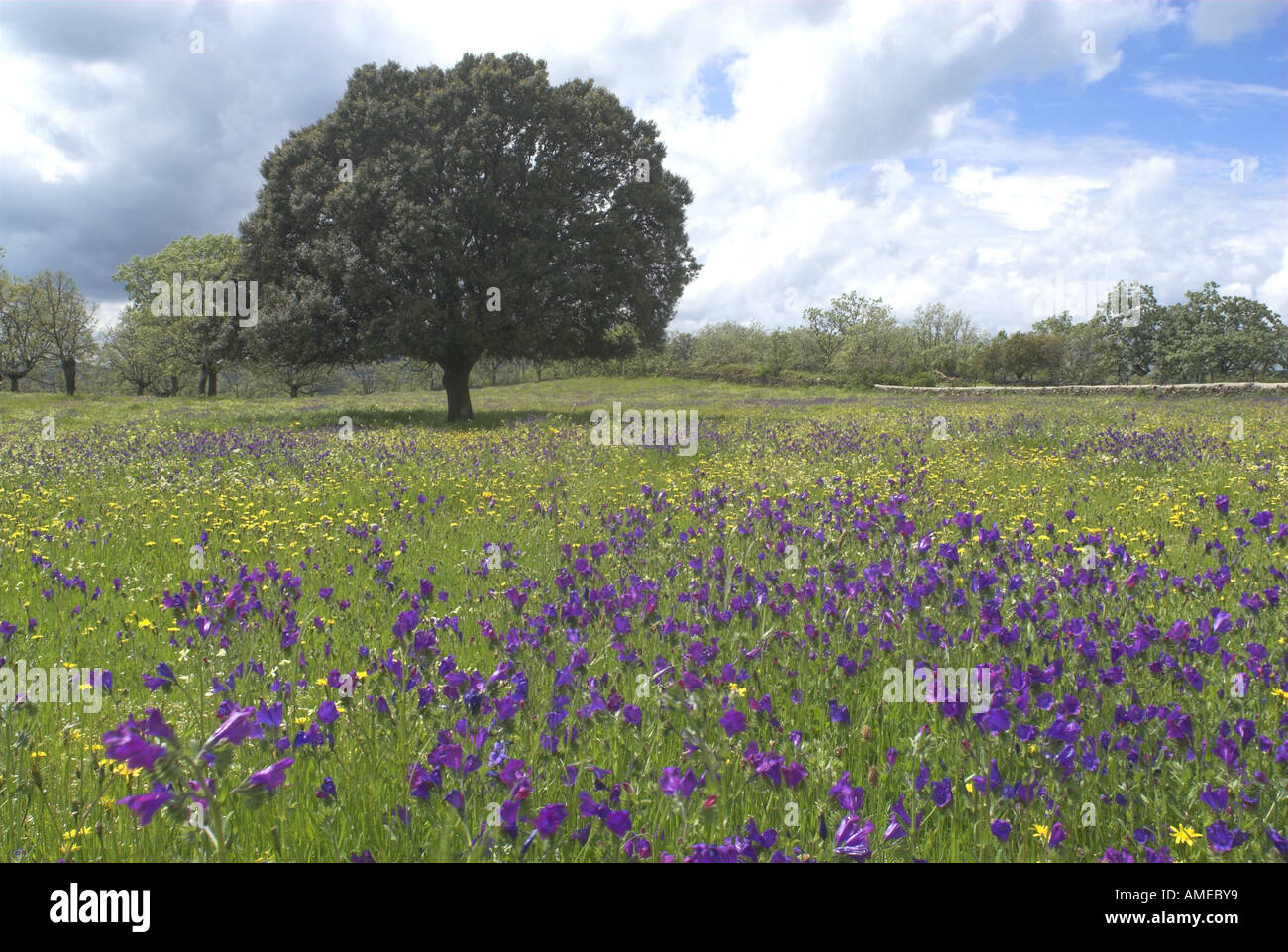 holm oak, evergreen oak (Quercus ilex), single tree on a meadow, Spain ...