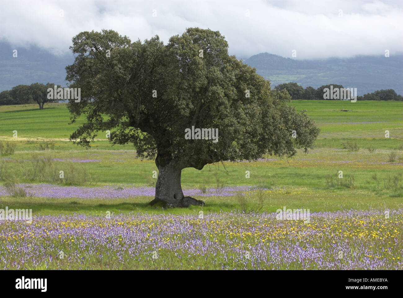 holm oak, evergreen oak (Quercus ilex), single tree on a meadow, Spain ...
