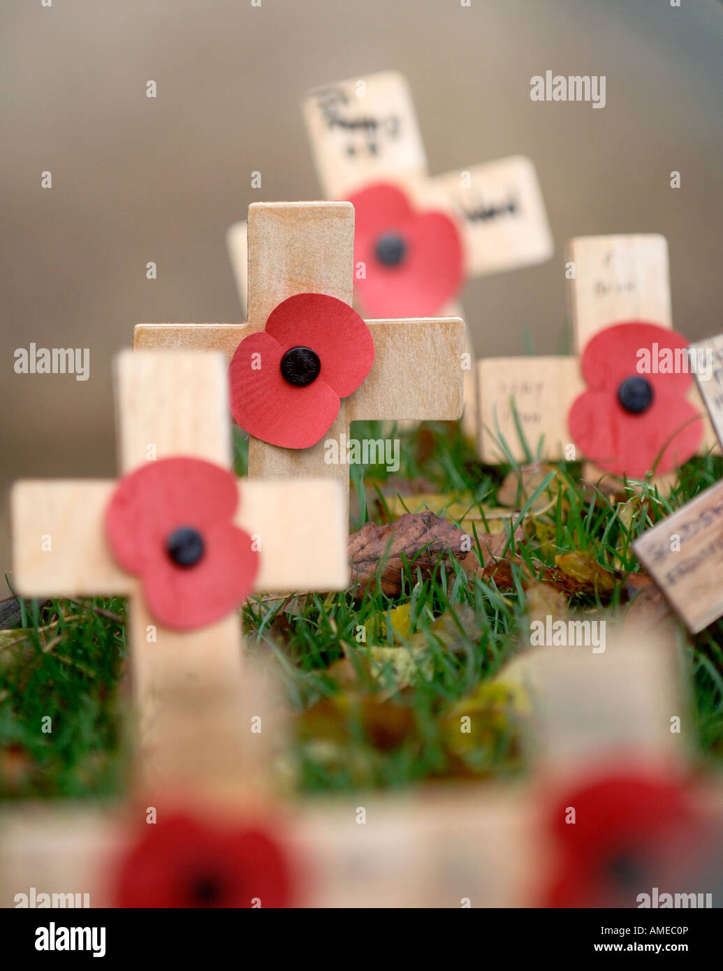 Remembrance day sunday crosses british legion hi-res stock photography ...