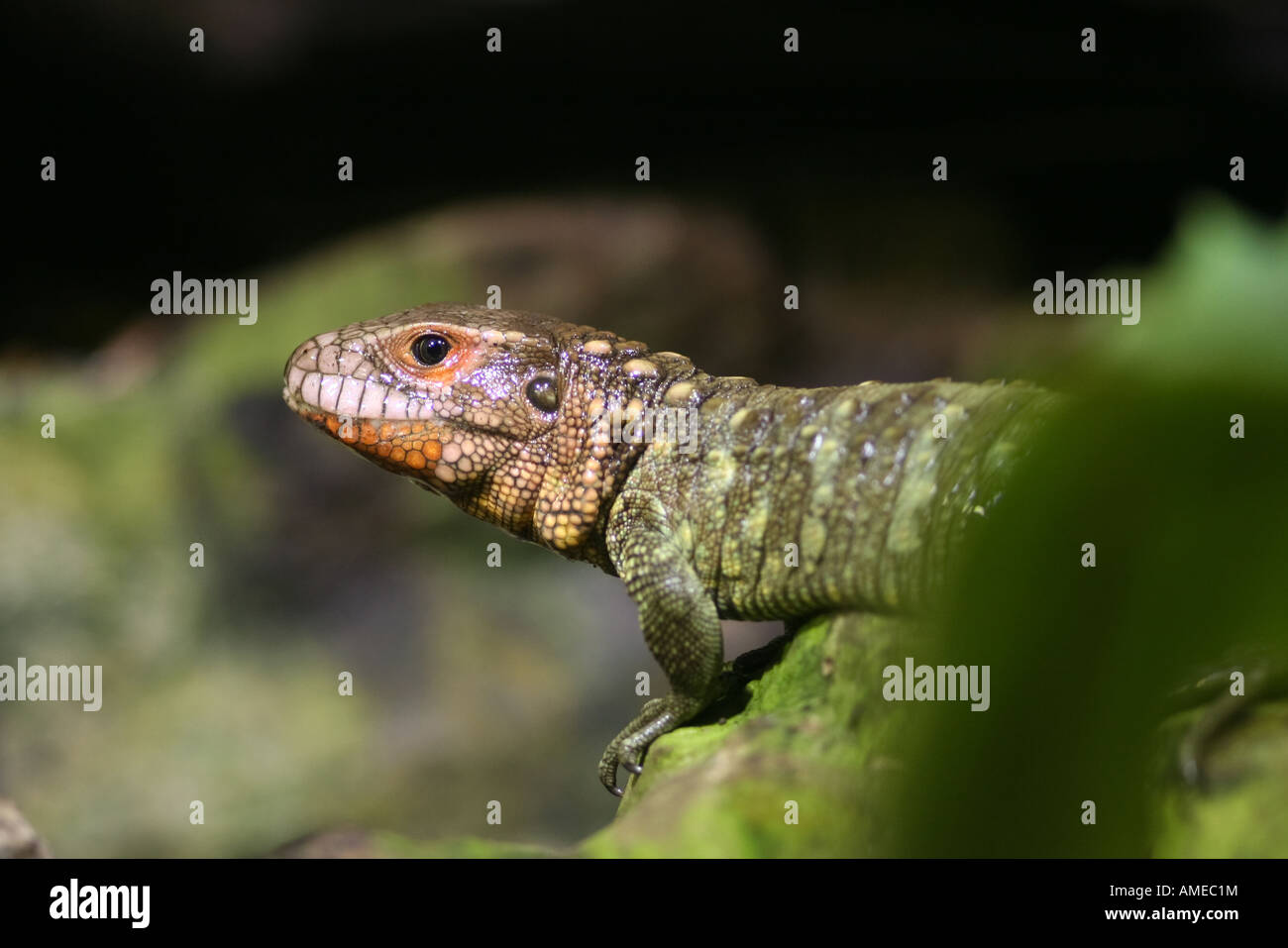 caiman lizard Dracaena guianensis Stock Photo - Alamy