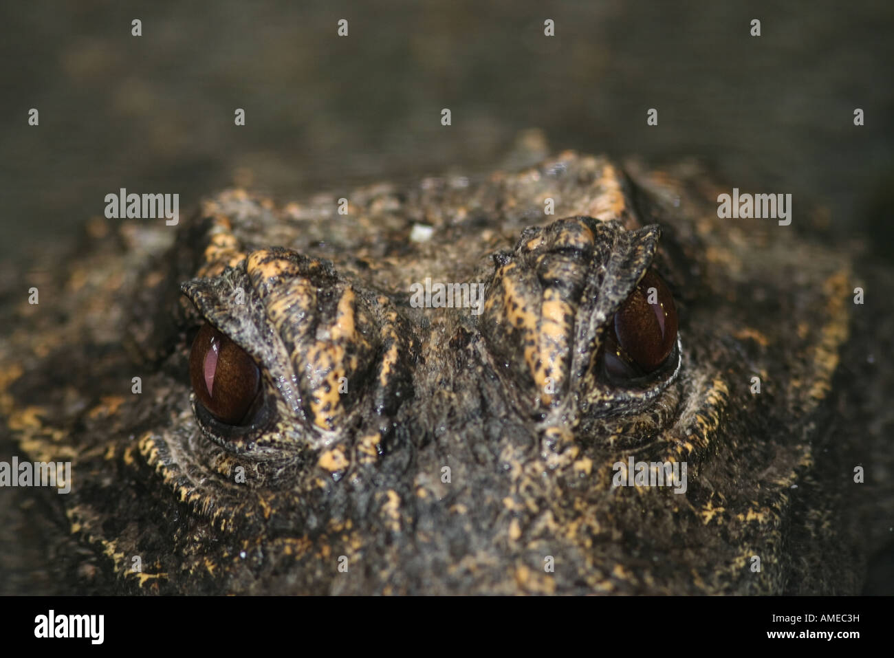 west african dwarf crocodile Osteolaemus tetraspis Stock Photo - Alamy