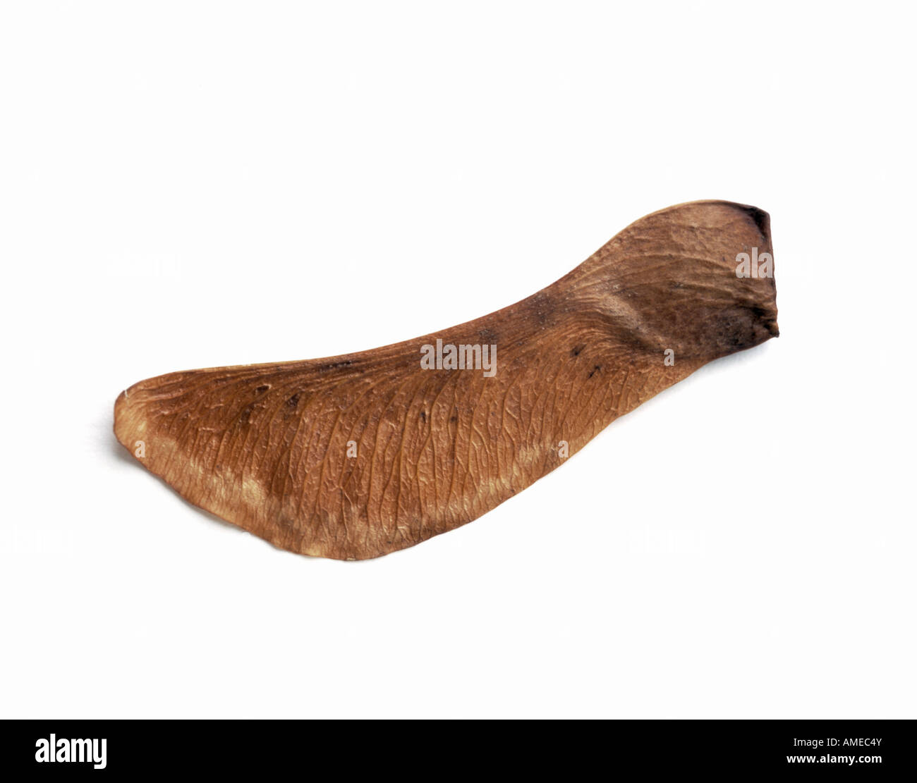 Sycamore maple autumn Cut Out Stock Images & Pictures - Alamy