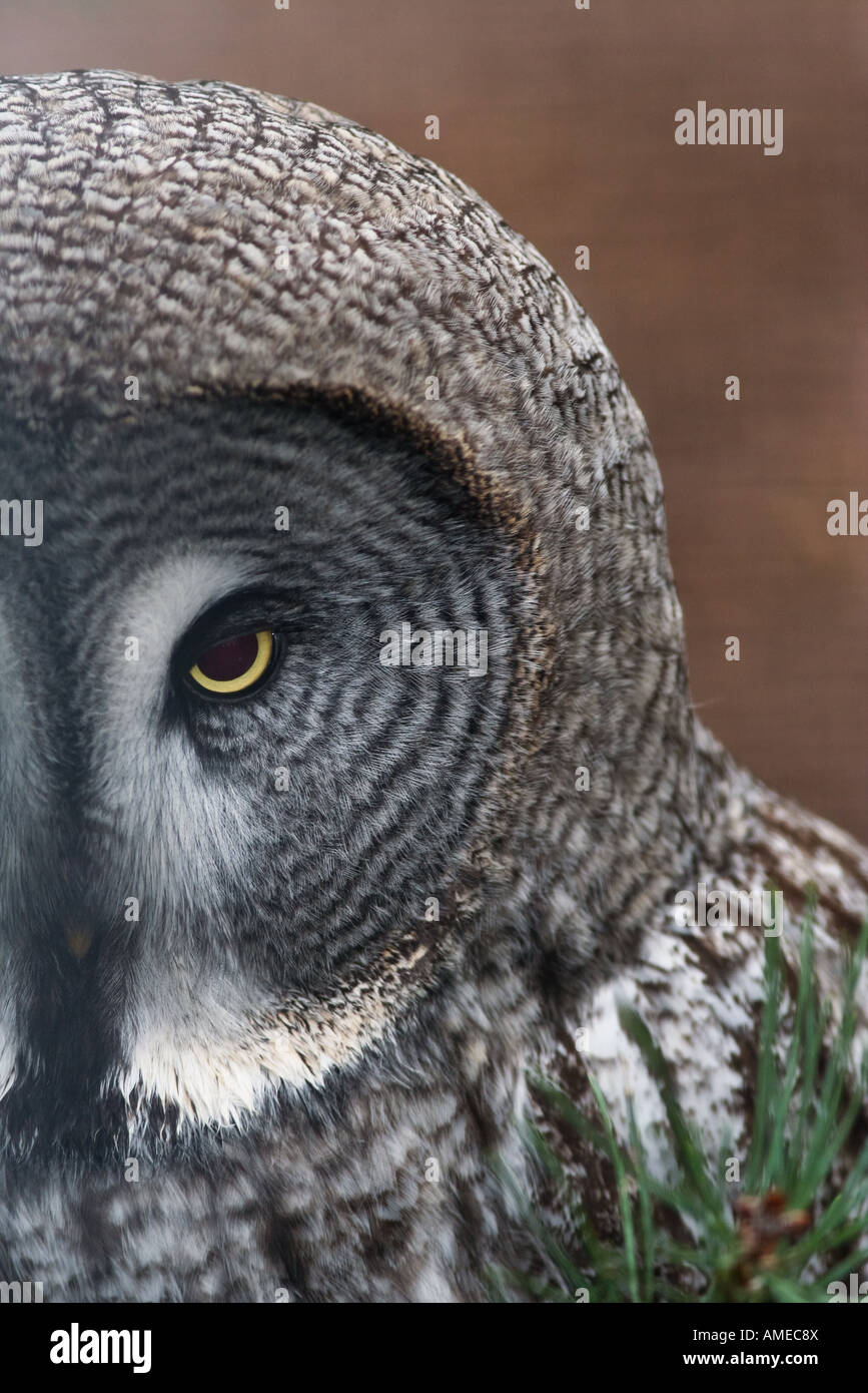 Great grey owl Stock Photo - Alamy