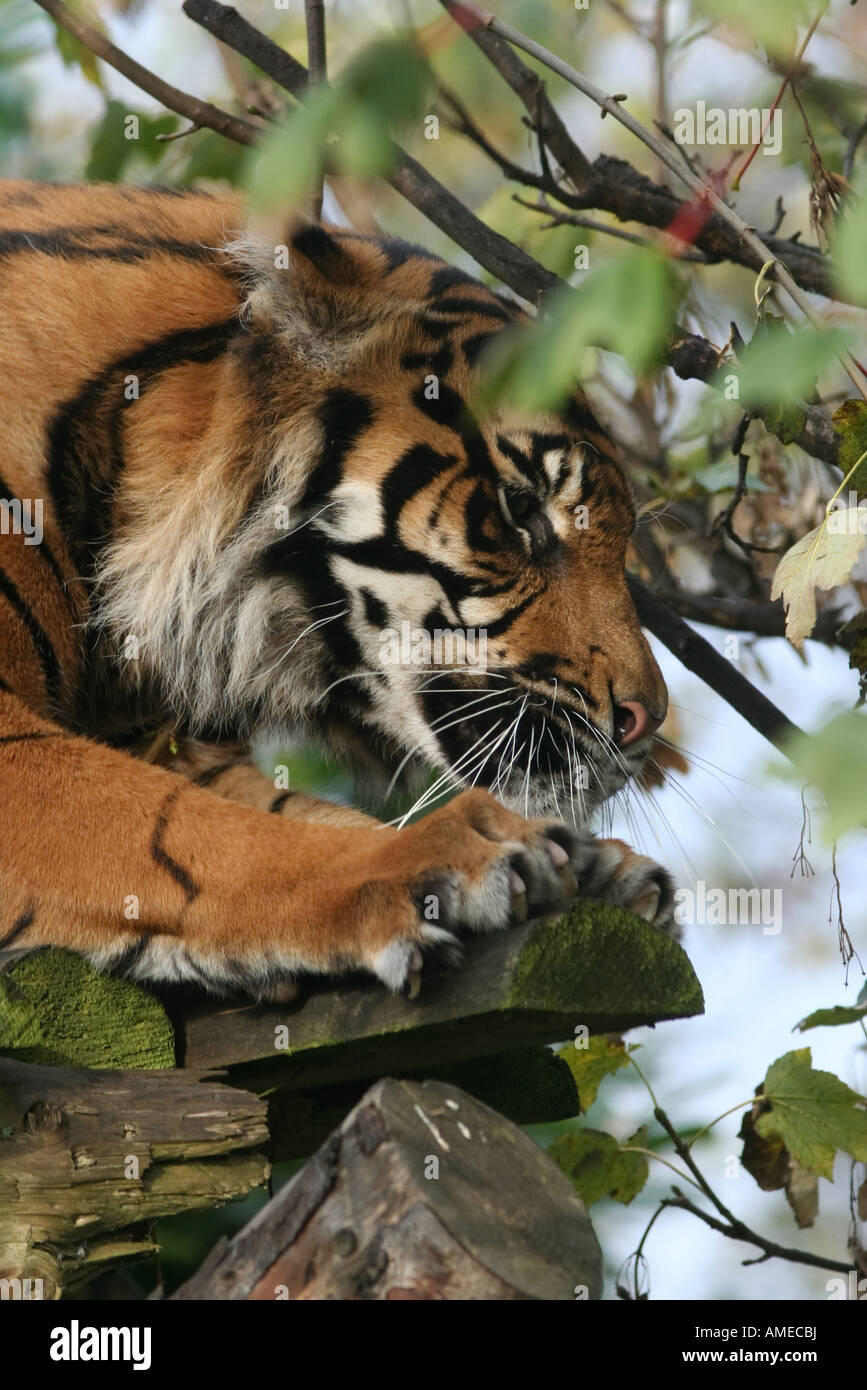 Sumatran tiger scratching Stock Photo - Alamy